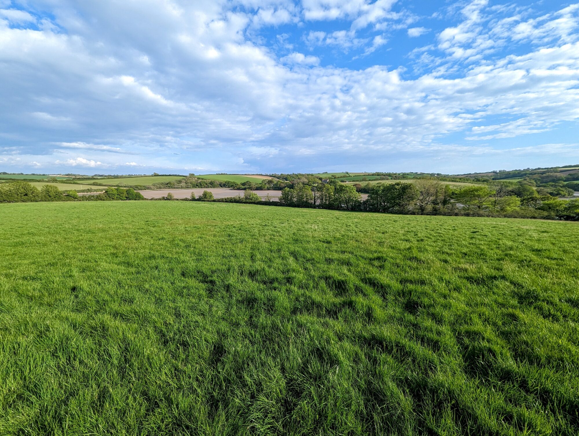 Standing Grass & Crops Archives - Lodge & Thomas