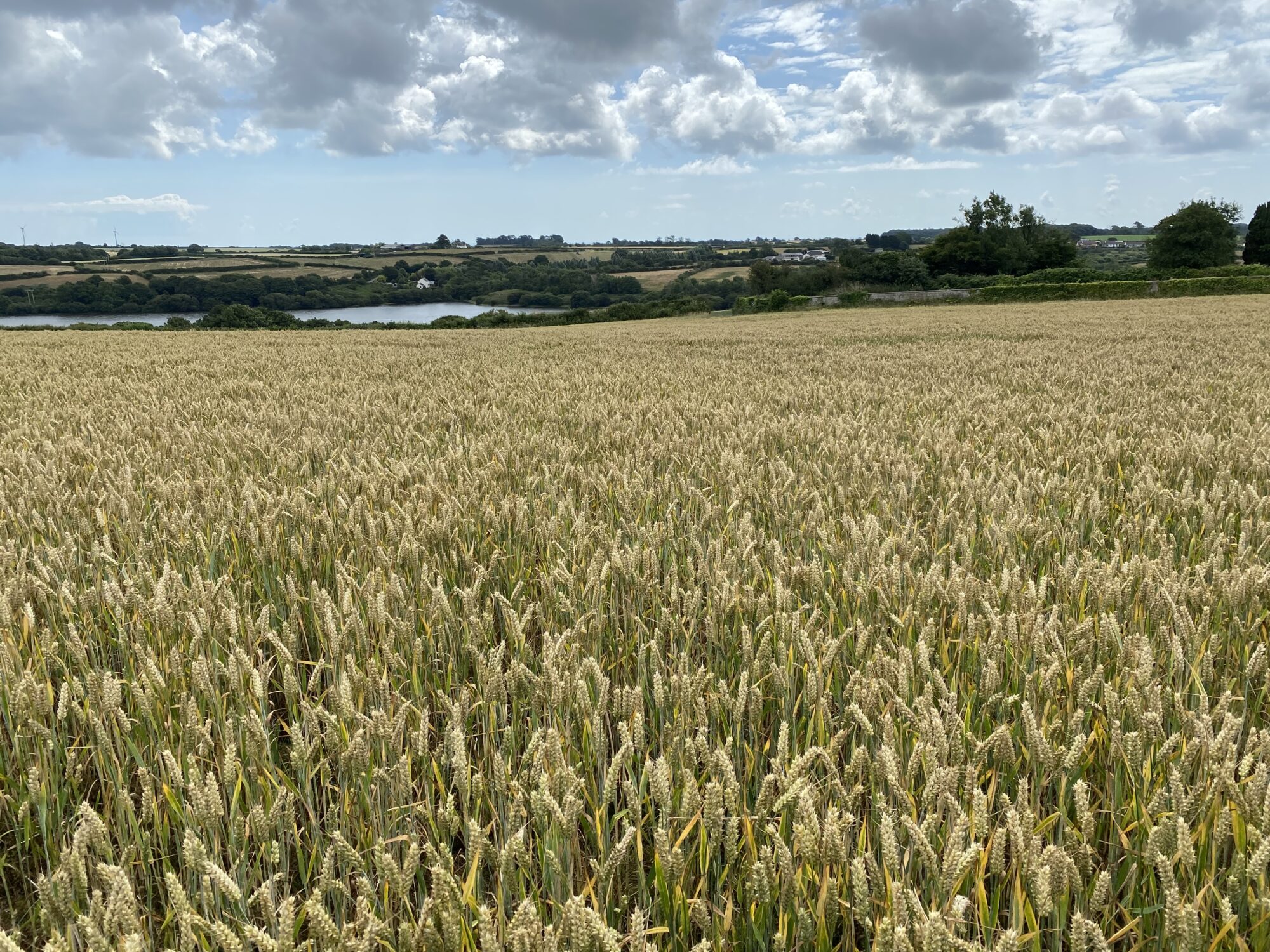 Standing Grass & Crops Archives - Lodge & Thomas